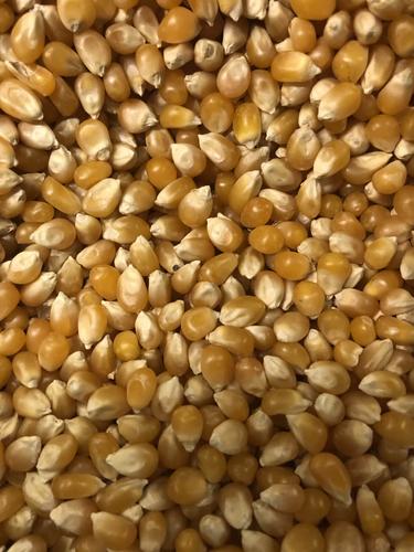 Maïs à éclater biologique Sac papier 500 ml 350g | La Récolte