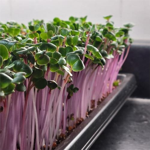 Micro-pousse grand format | Demain - épicerie zéro déchet