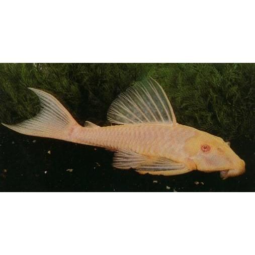 Plecostomus voilé albinos yeux rouges | Animalerie Orford