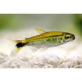 Tetra january | Animalerie Orford