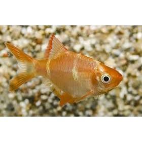 Barbus, Albino sm | Animalerie Orford