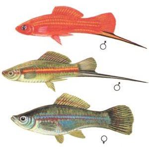 Queue d'épée | Animalerie Orford