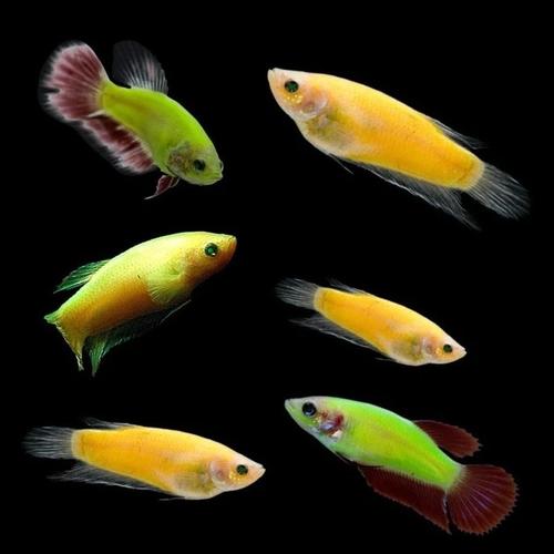 Betta femelle glow | Animalerie Orford
