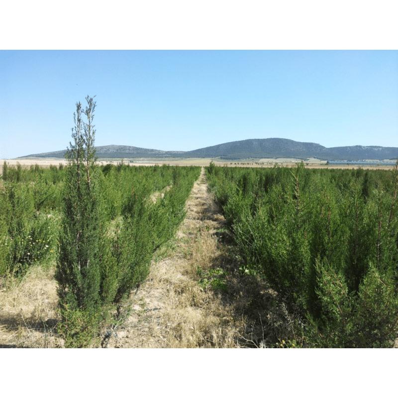 Produits Zayat Aroma | L'écolo Boutique