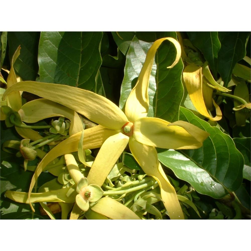 Produits Zayat Aroma | L'écolo Boutique